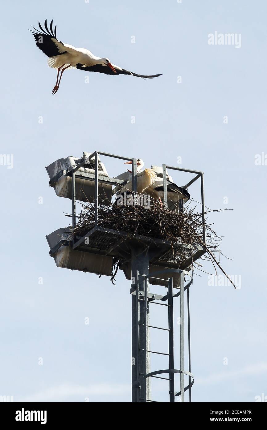 Stork colony, protected bird species Stock Photo - Alamy