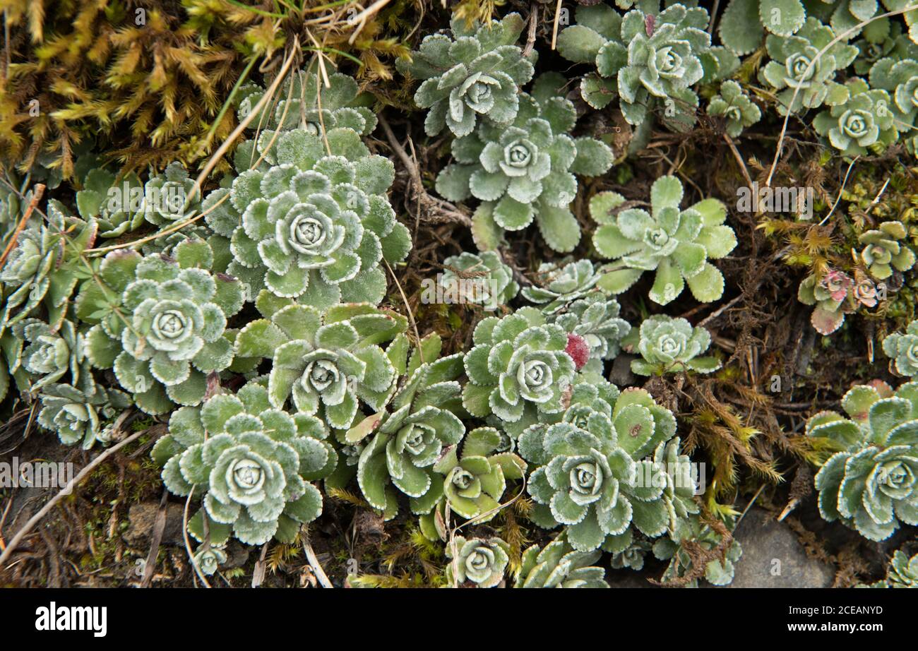 From above green wonderful plants growing on soil in Pyrenees Stock ...