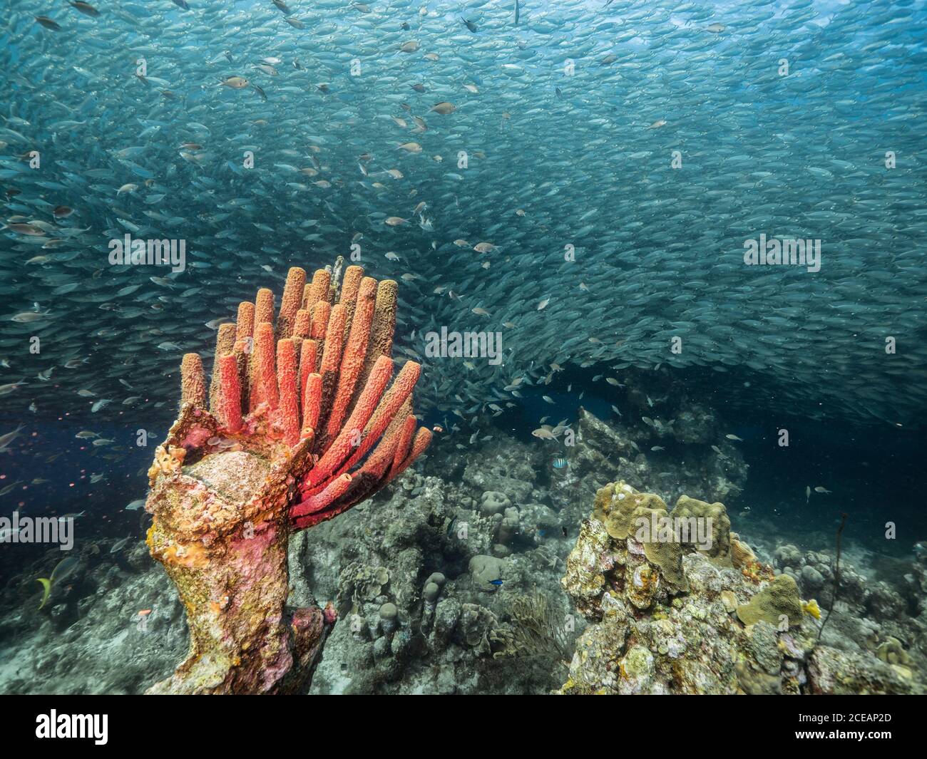 Bait ball / school of fish in turquoise water of coral reef in ...