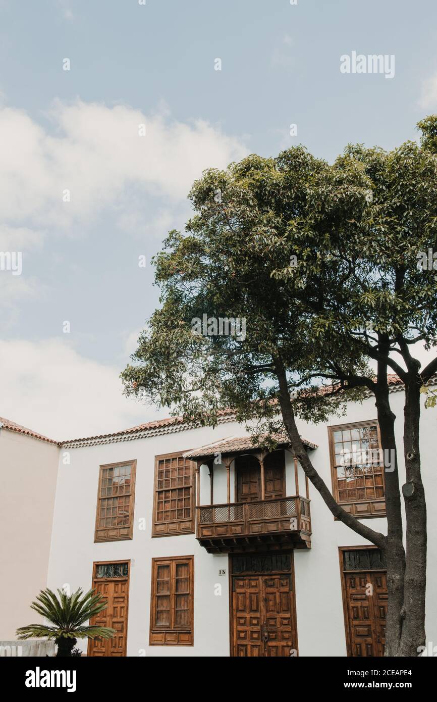 High green wood growing near old building with beautiful facade and ...