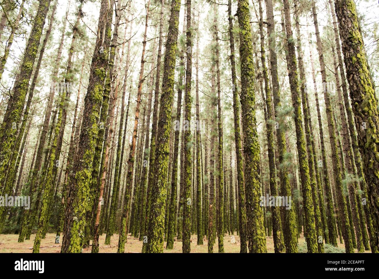 View to forest with tall tree trunks covered with moss Stock Photo - Alamy