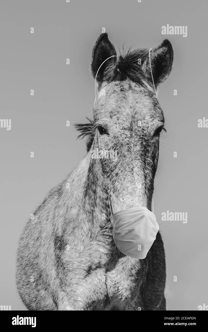 Portrait of a mule with a mask. Concept of prevention with an animal ...