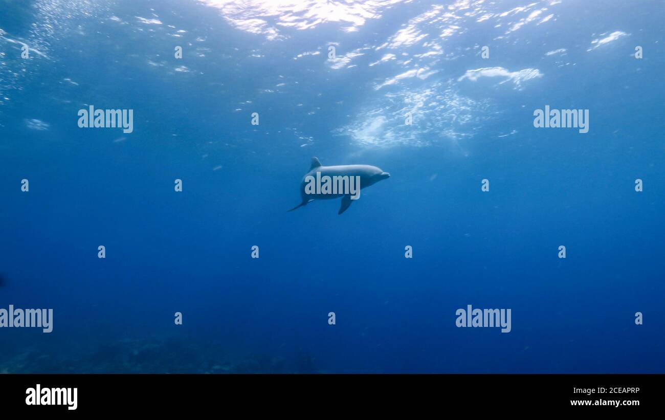 Dolphin swim in turquoise water of coral reef in Caribbean Sea ...