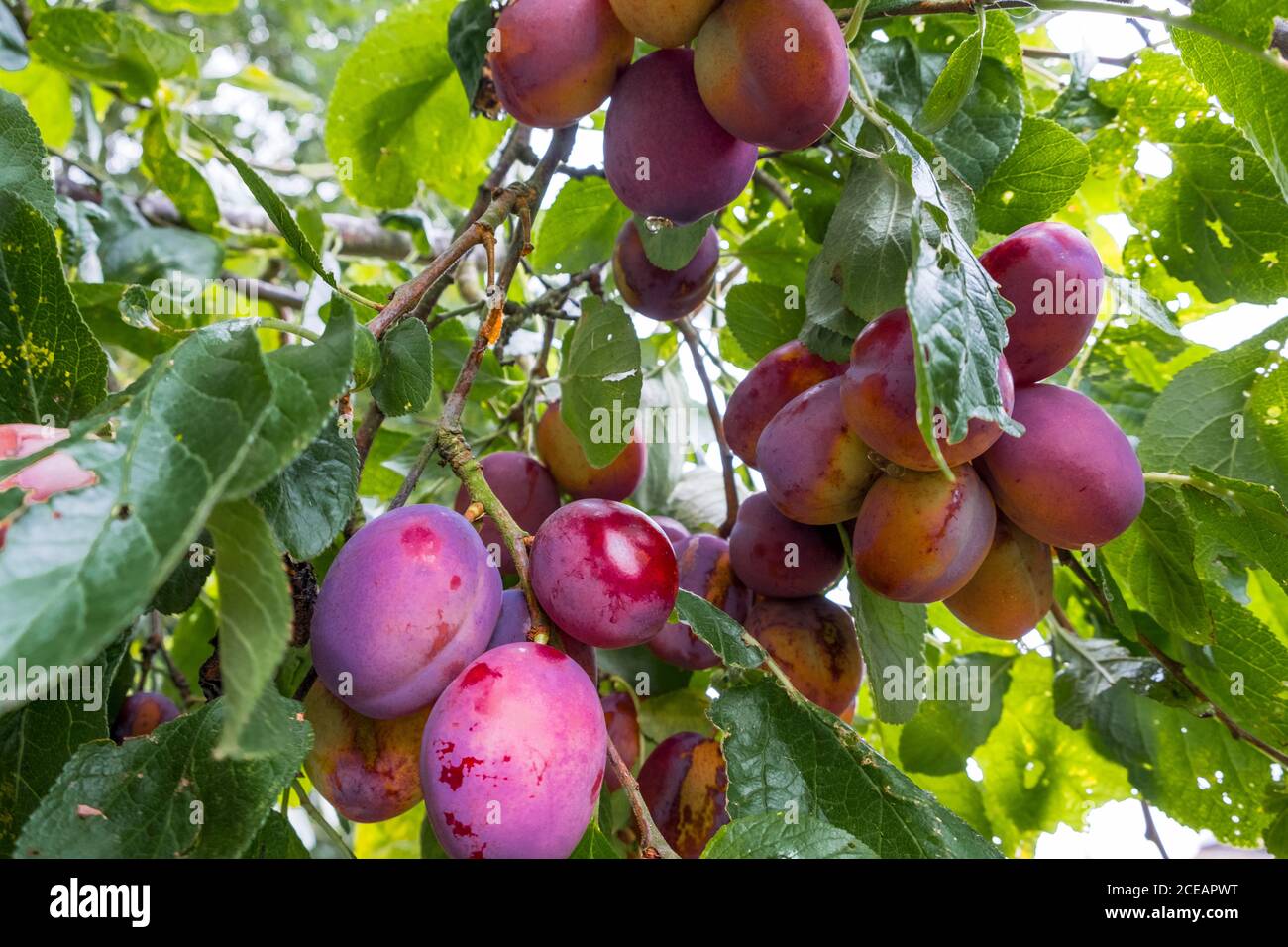 Victoria Plums growing on an English tree. Suffolk, England, UK Stock ...