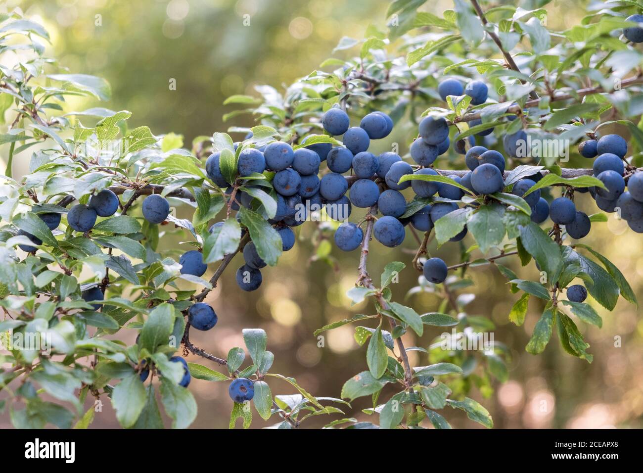 Blackthorn tree hi-res stock photography and images - Alamy