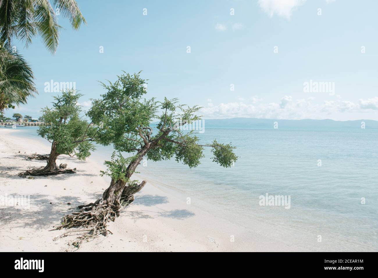 Ocean growing trees hi-res stock photography and images - Alamy
