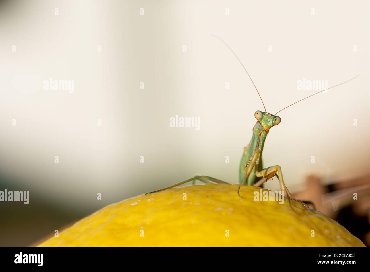 Green garden mantis hi-res stock photography and images - Alamy