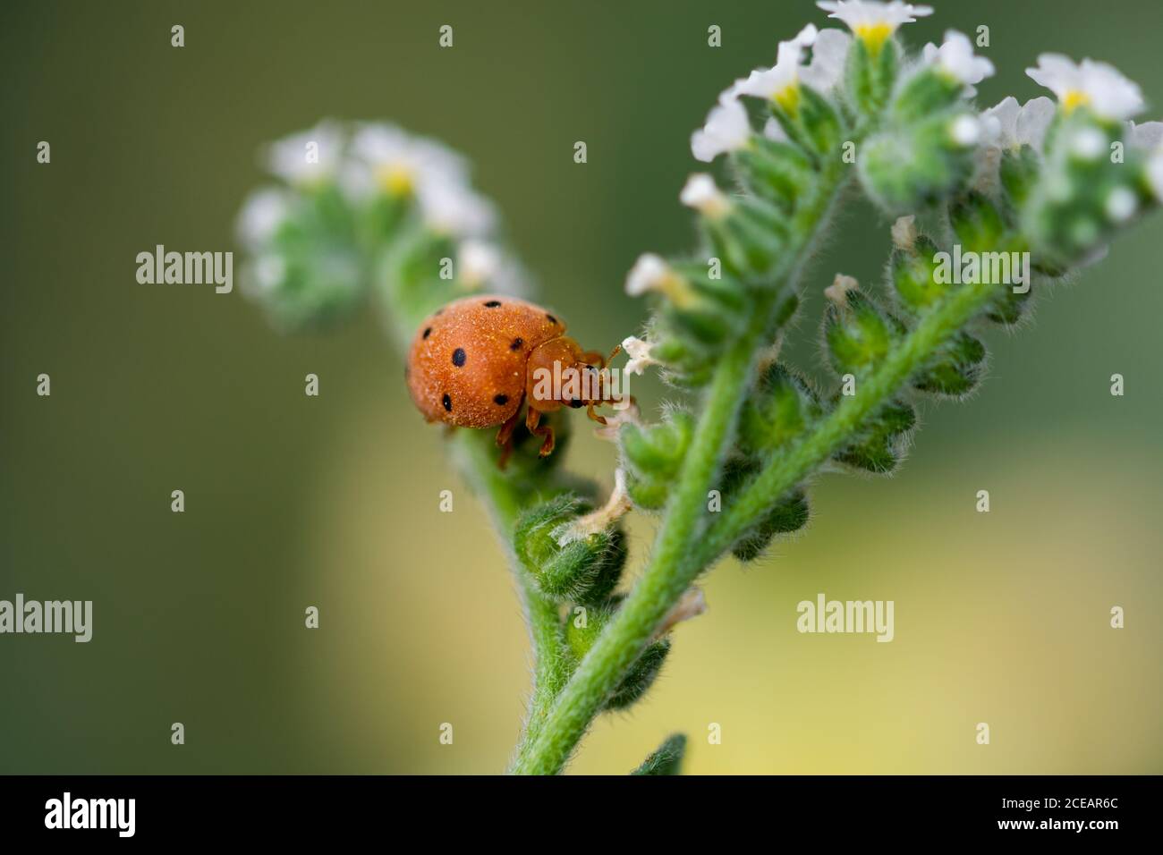 Melon insect hi-res stock photography and images - Alamy
