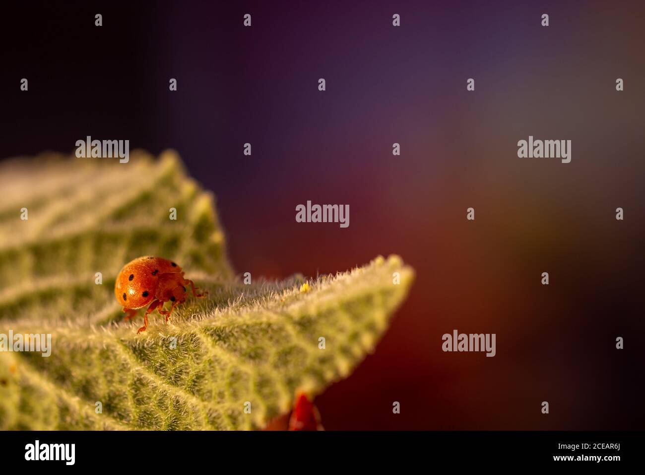 Melon ladybug (Henosepilachna argus) on a Gherkin of the devil at ...