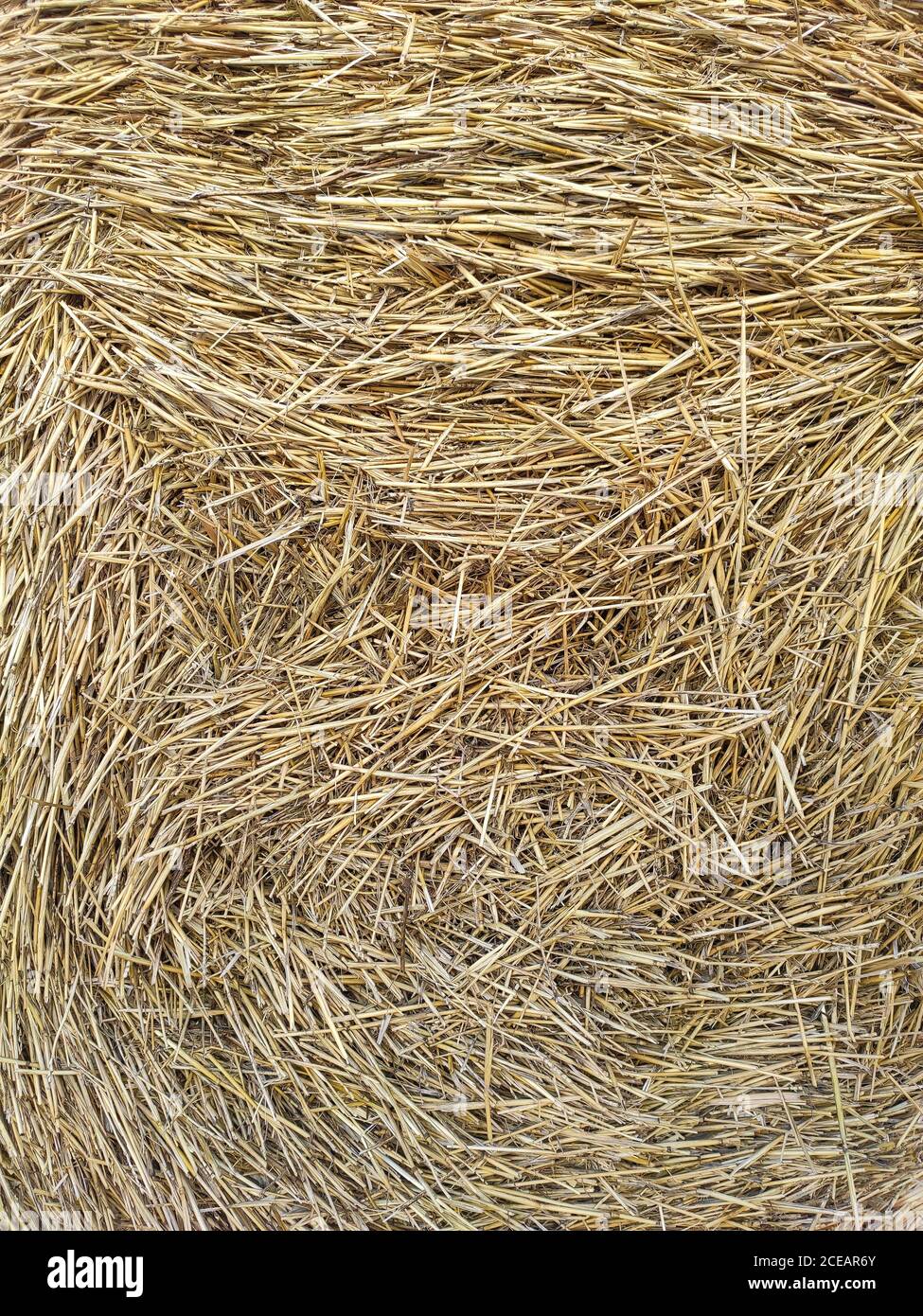Dry hay texture. Background from dry yellow stems Stock Photo - Alamy