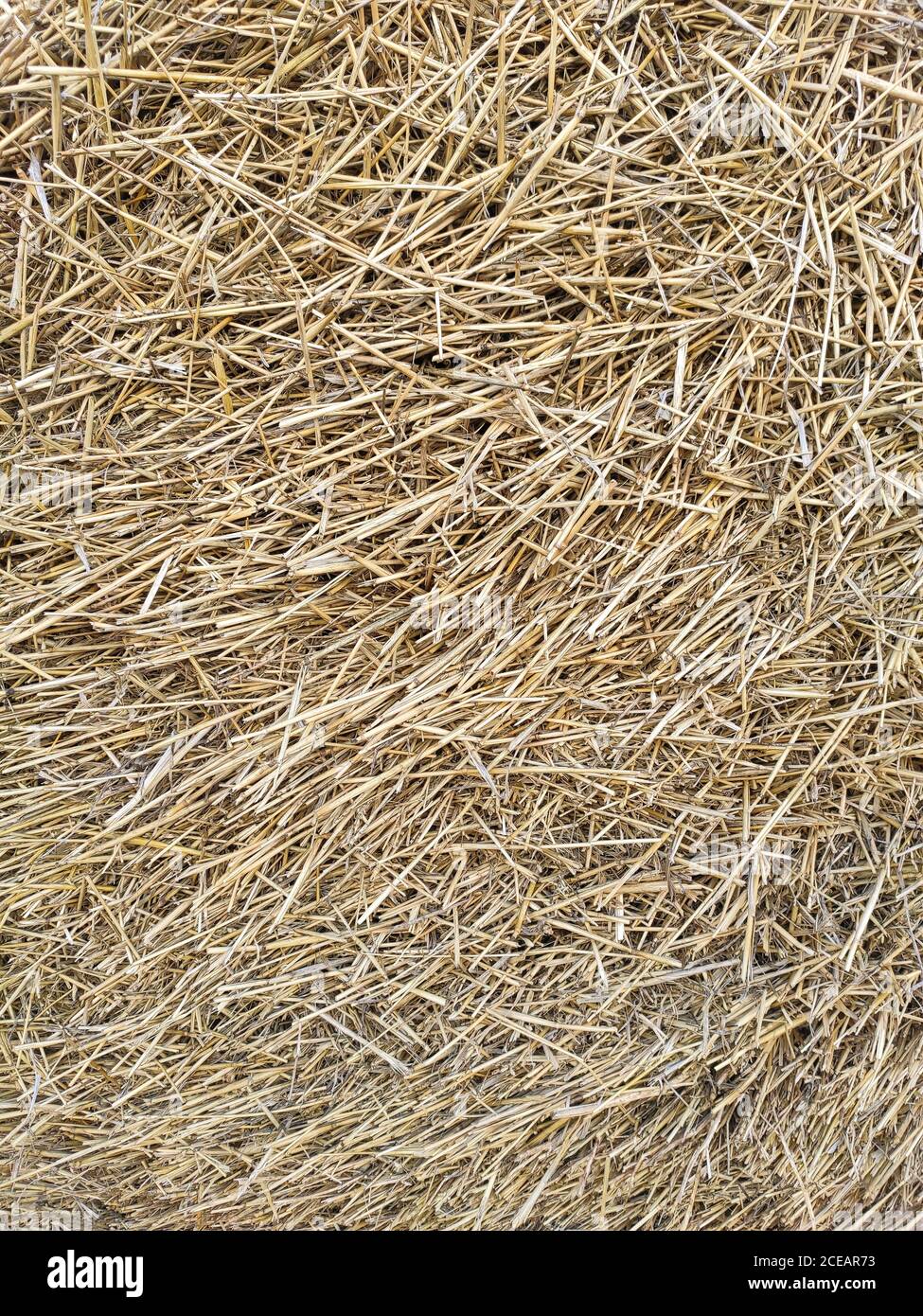 Dry hay texture. Background from dry yellow stems Stock Photo - Alamy