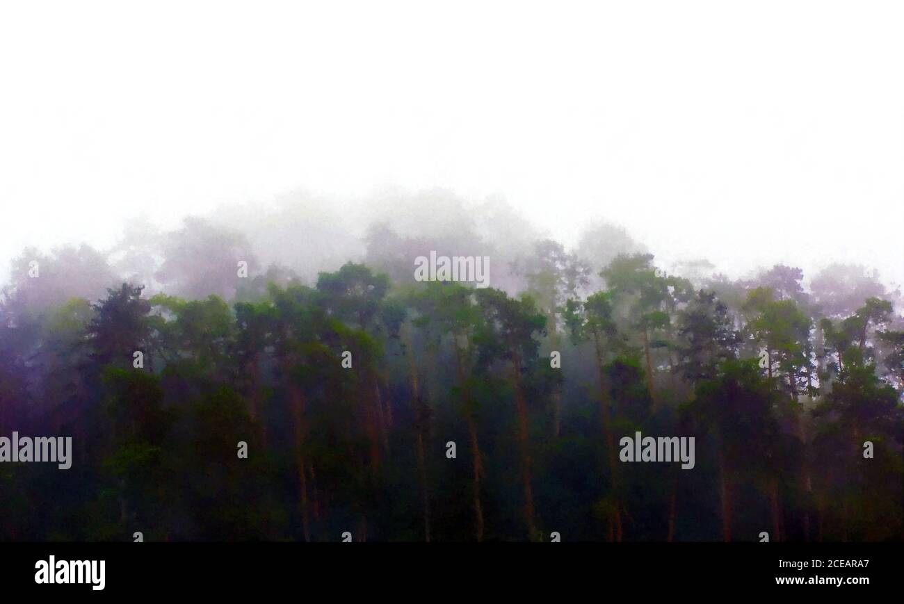 Watercolor style drawing of a foggy forest over white background Stock ...