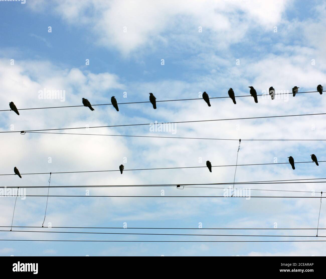 Birds resting on wires over a cloudy background Stock Photo - Alamy