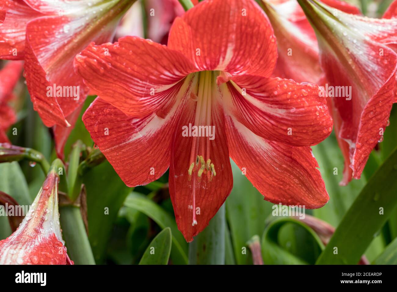 Pink amarylis flower hi-res stock photography and images - Alamy