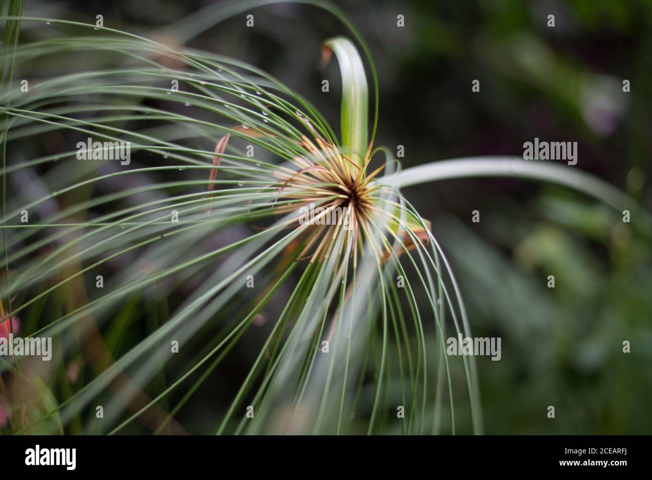 Cyperus papyrus hi-res stock photography and images - Alamy