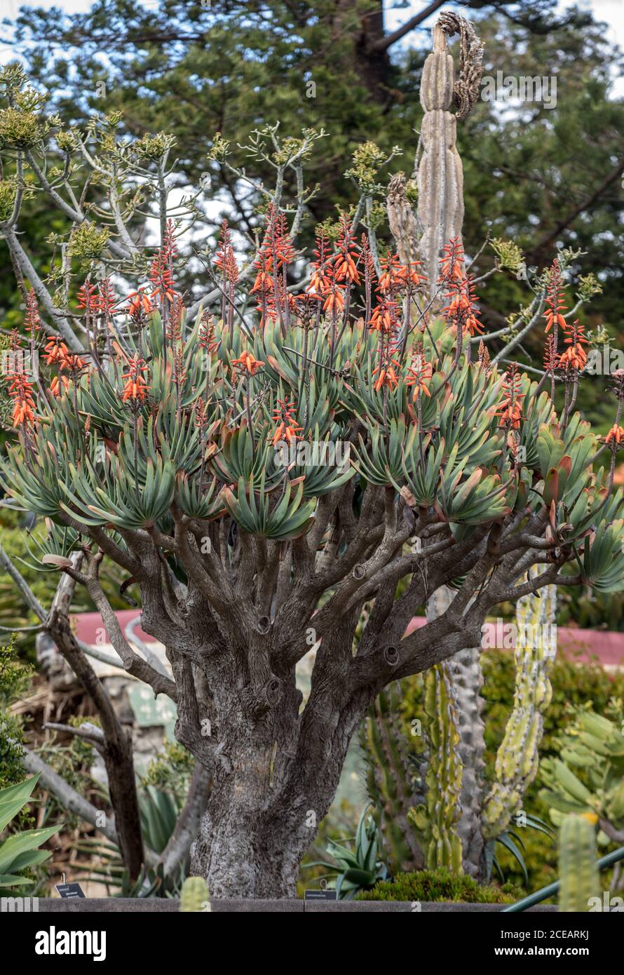 Aloe plant in bloom. Spectacular tall bright orange tubular flower ...