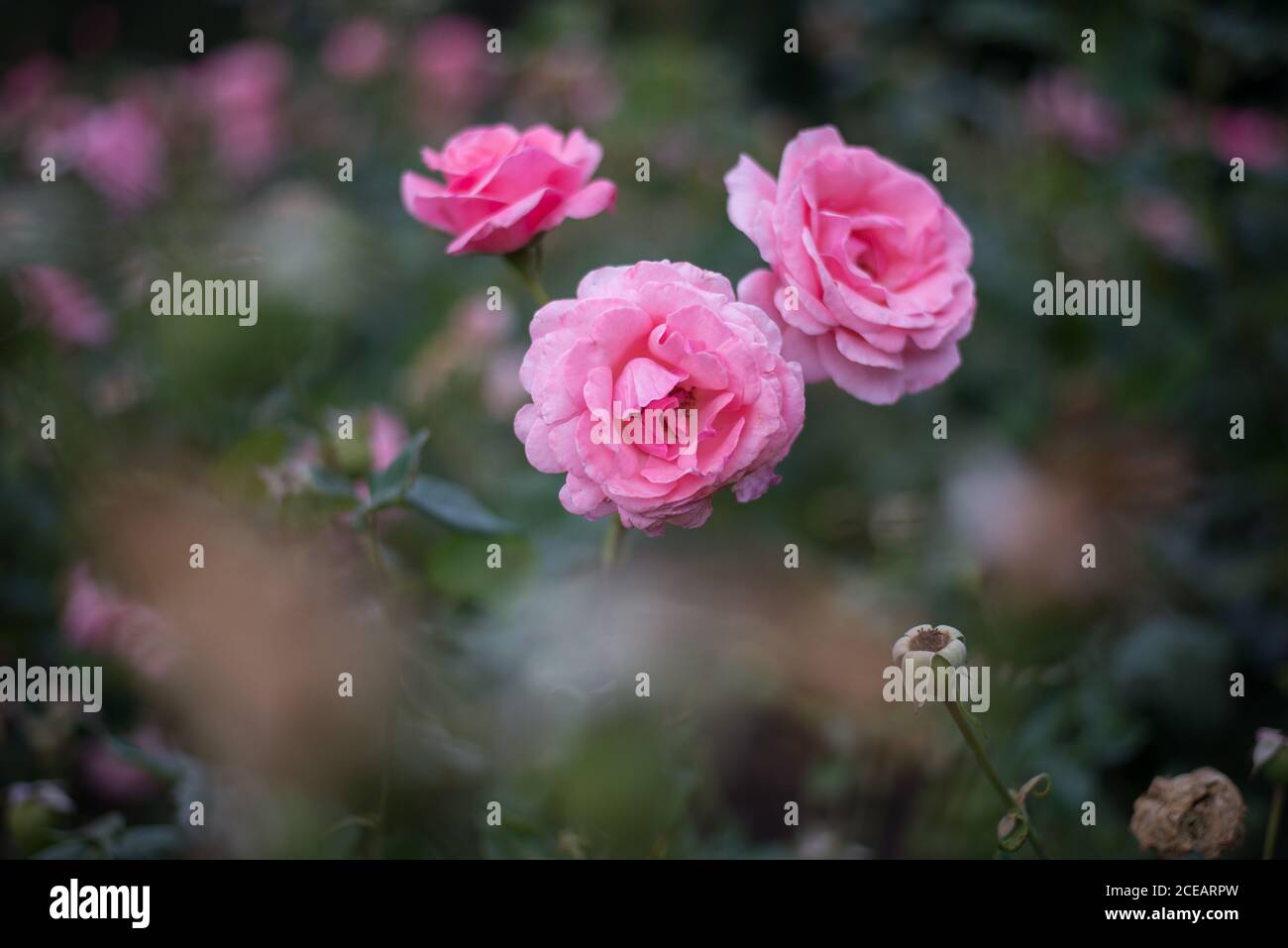 Bright Pink Rose Rosaceae Rosa Flower Bush Shrub at Royal Botanical ...