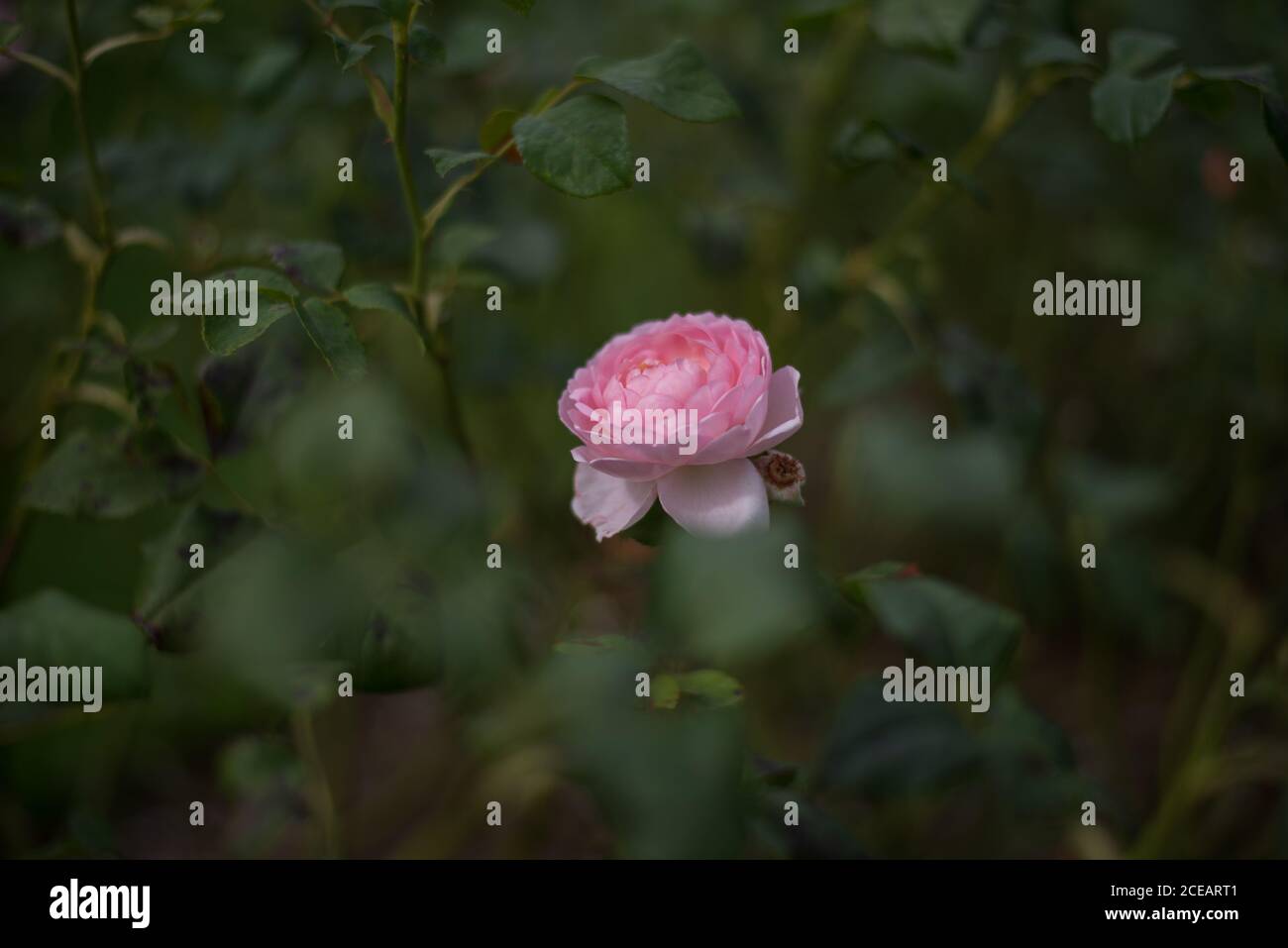 Bright Pink Rose Rosaceae Rosa Flower Bush Shrub at Royal Botanical ...