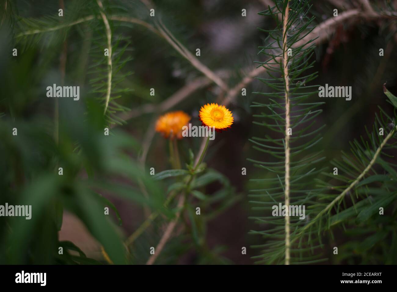 Orange yellow everlasting flower hi-res stock photography and images ...