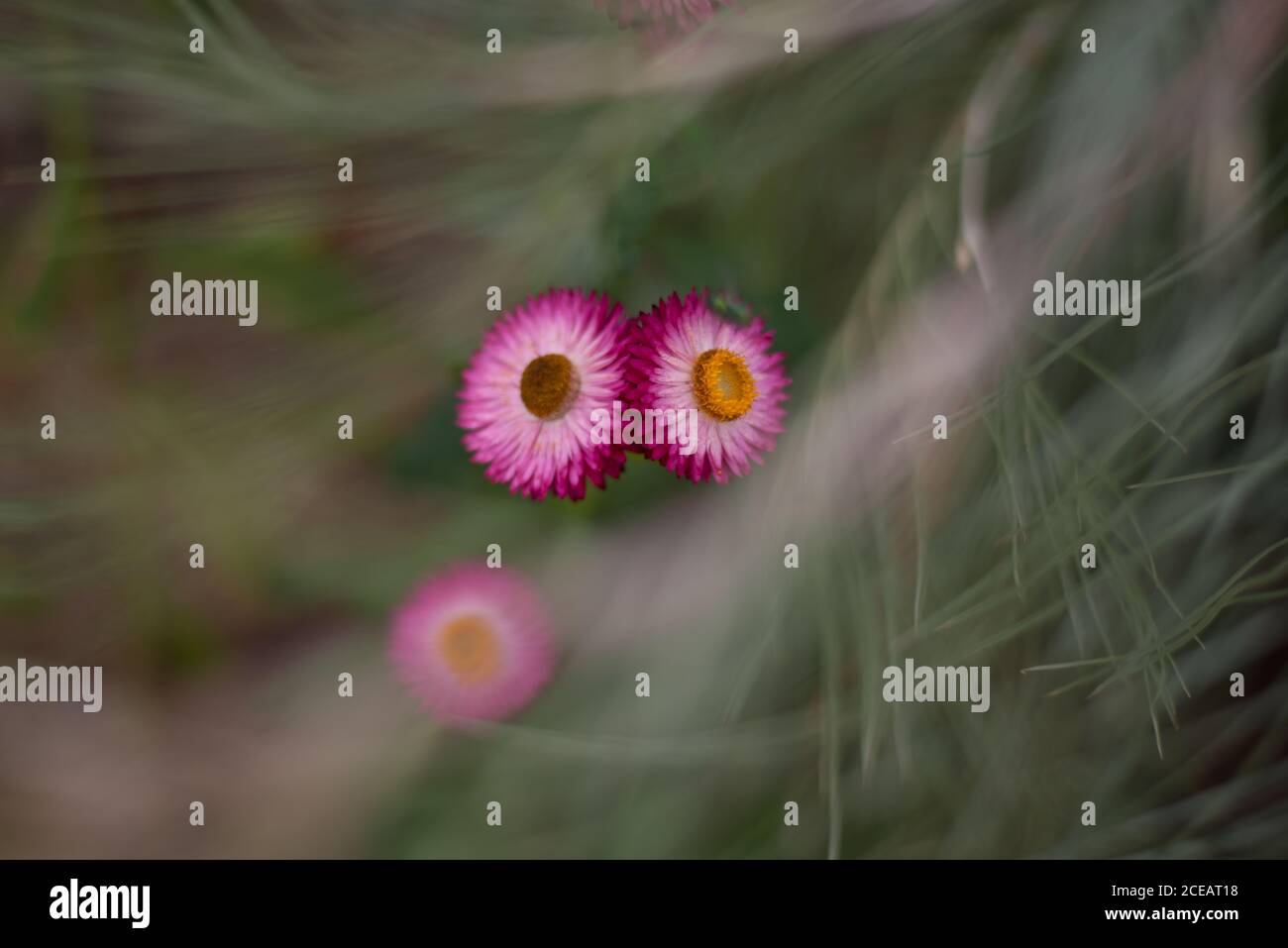 Helichrysum lucidum hi-res stock photography and images - Alamy