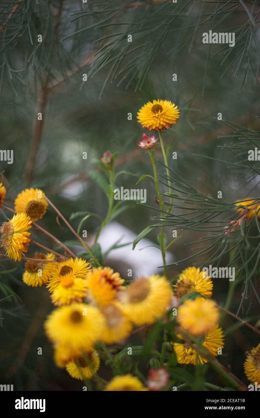 Yellow everlasting daisy hi-res stock photography and images - Alamy