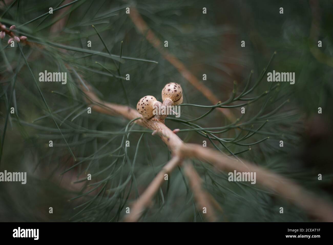 Hakea Srupacea Sweet Scented Tree Leaves Fruit Branch Green at Royal ...