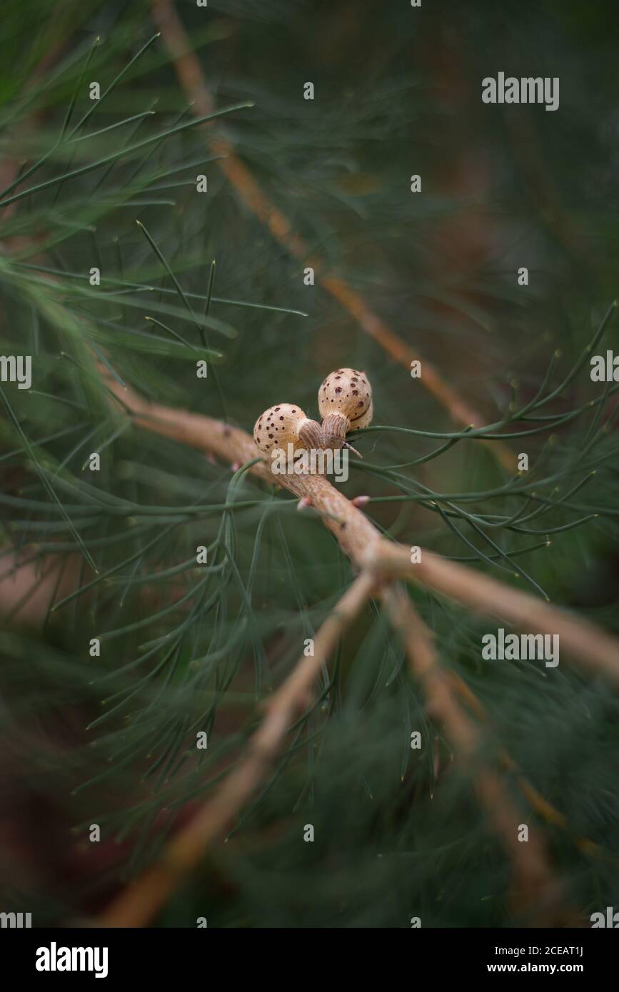 Hakea Srupacea Sweet Scented Tree Leaves Fruit Branch Green at Royal ...