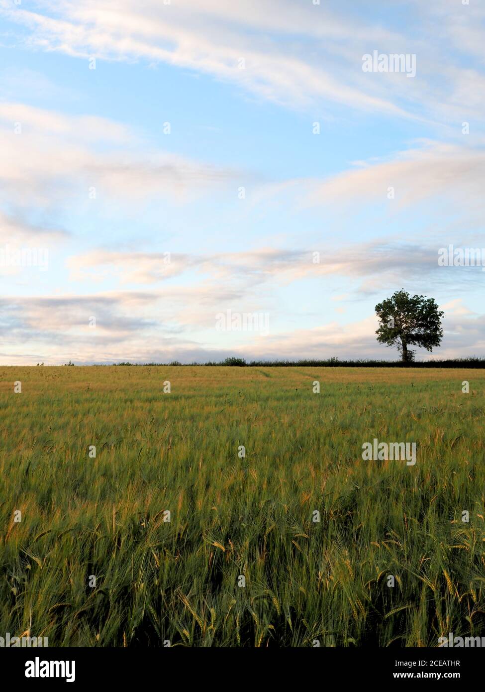 Barley field ready for Harvest, Tiffield, Northamptonshire, UK Stock ...