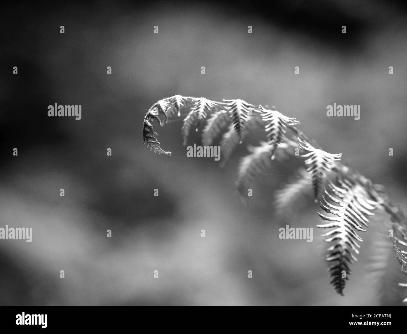 Pinnules Black and White Stock Photos & Images - Alamy