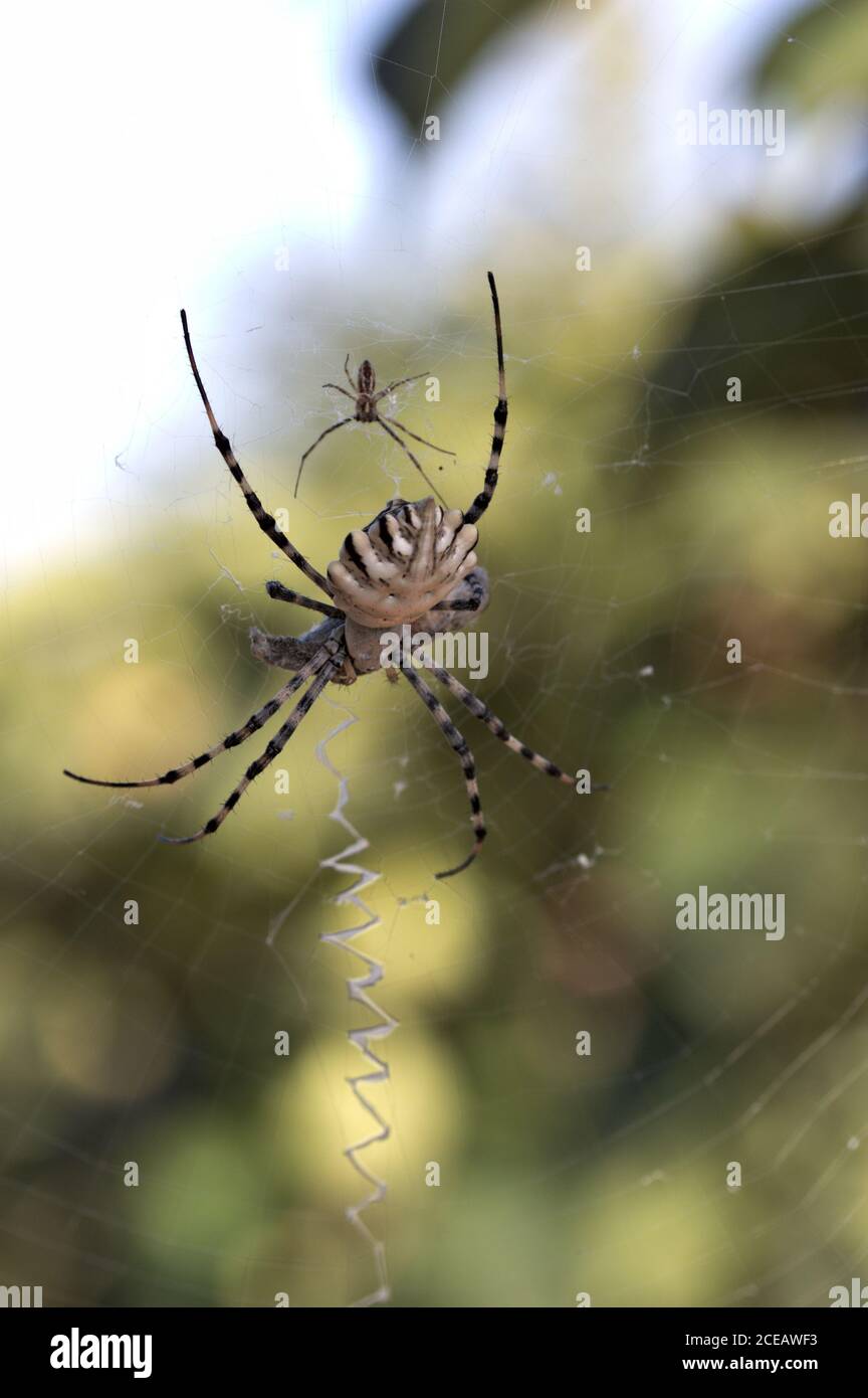 Silver argiope argentata orb weaver spider hi-res stock photography and ...