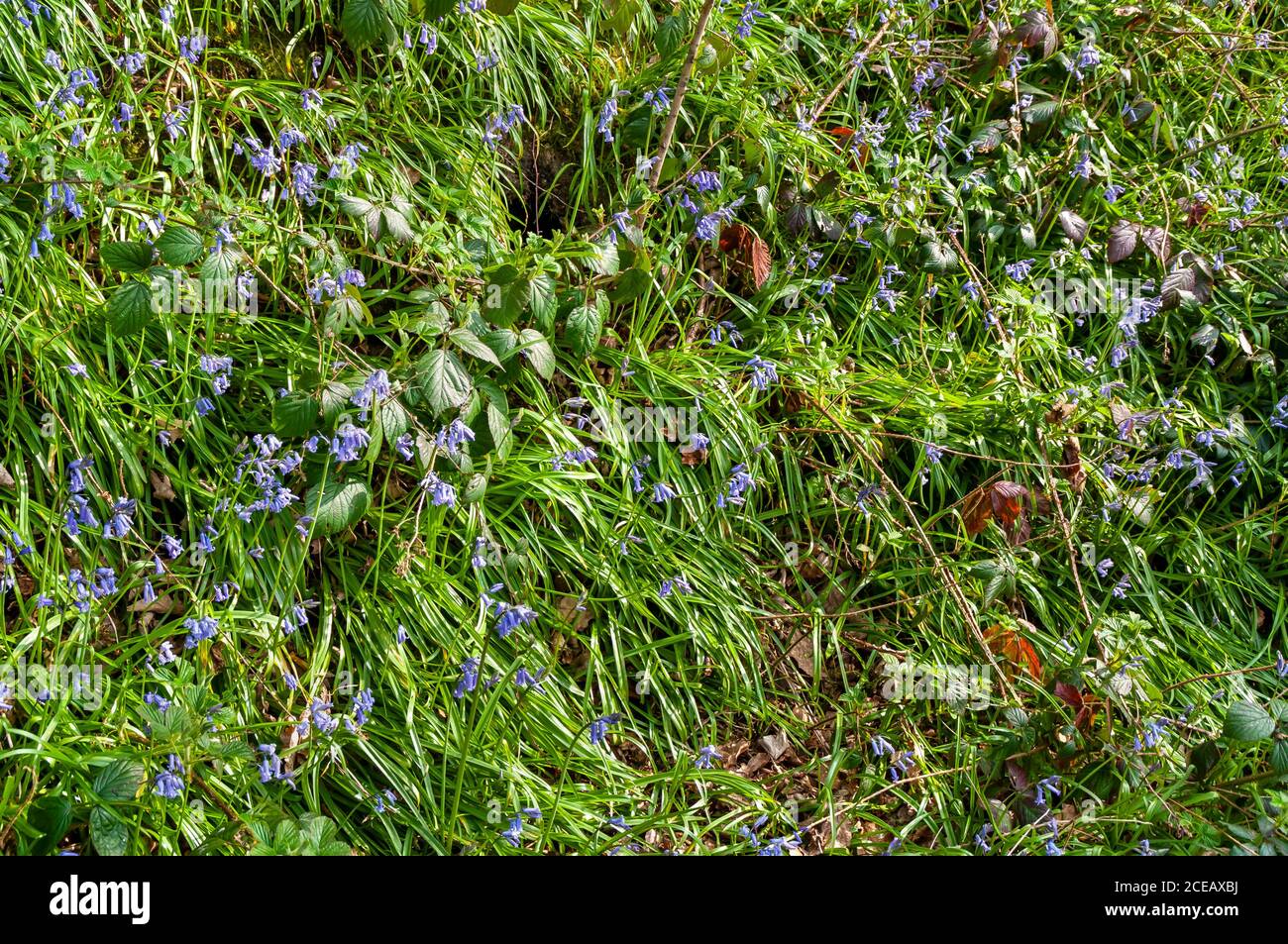 Bluebells in bright spring sunshine in Hutcliffe Wood, Abbeydale ...