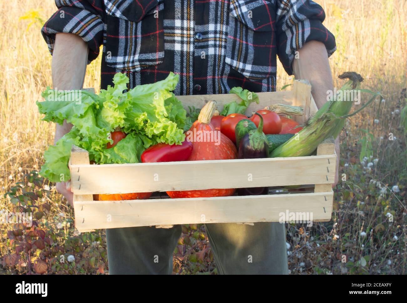 Home-grown vegetables. Fresh organic vegetables. Vegetables from the ...