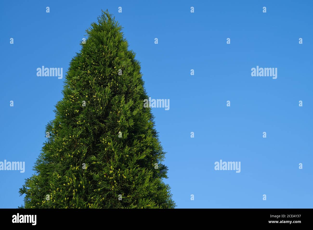 Juniper seedling hi-res stock photography and images - Alamy