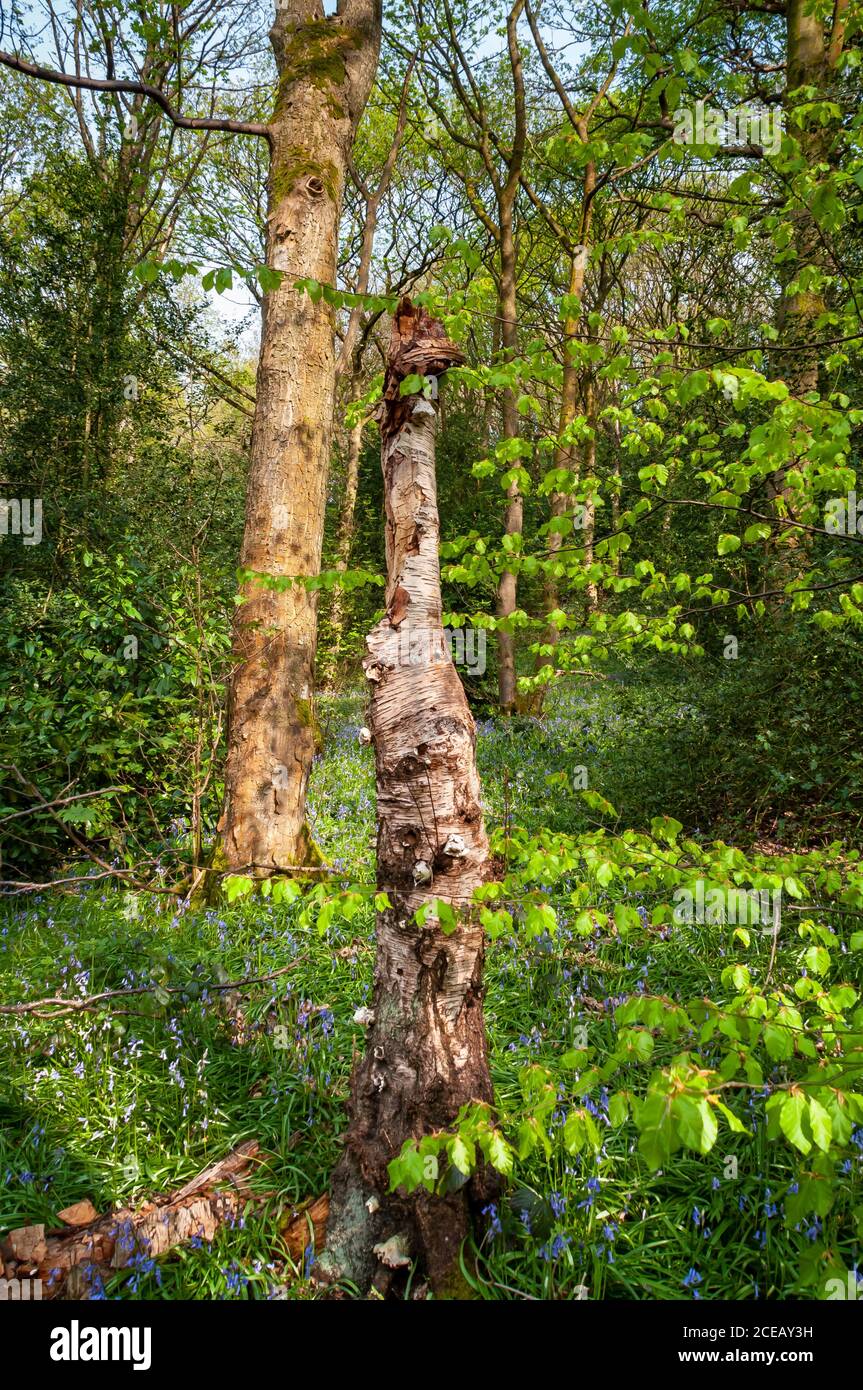 Broken silver birch tree in bright Spring sunshine in Hutcliffe Wood ...