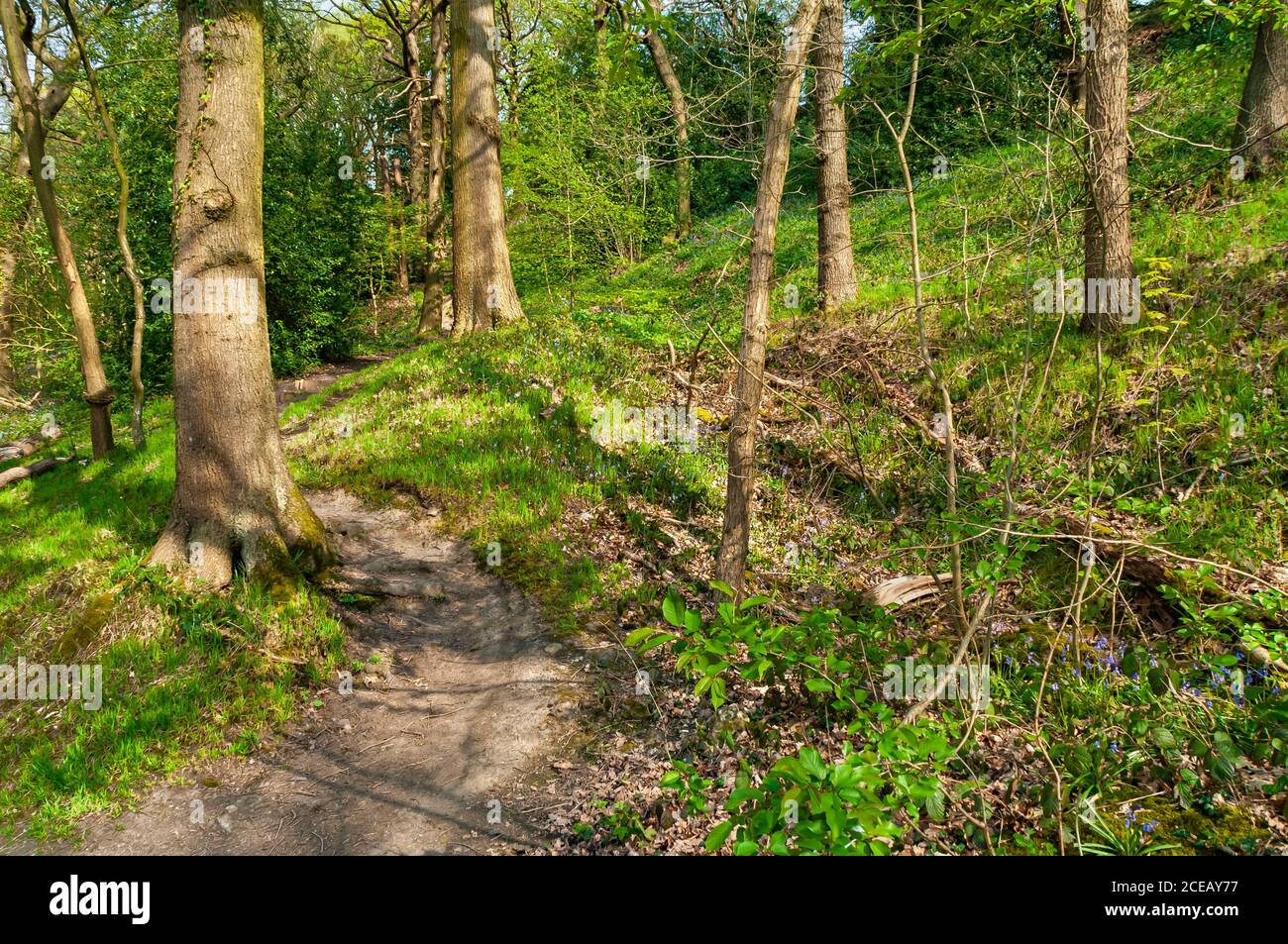 Footpath through trees in Spring with a probable old coal working to ...