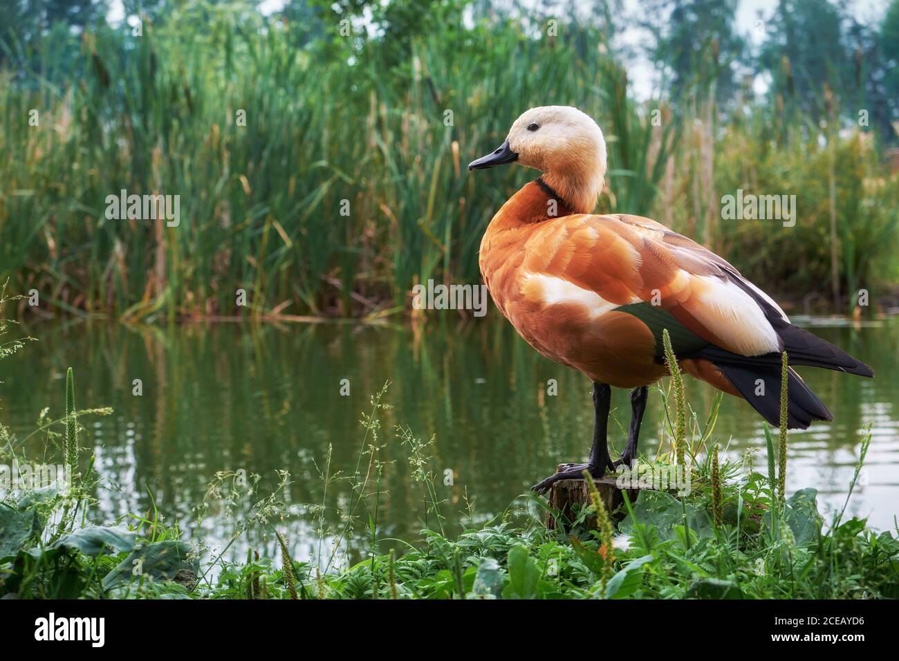Ogar duck hi-res stock photography and images - Alamy