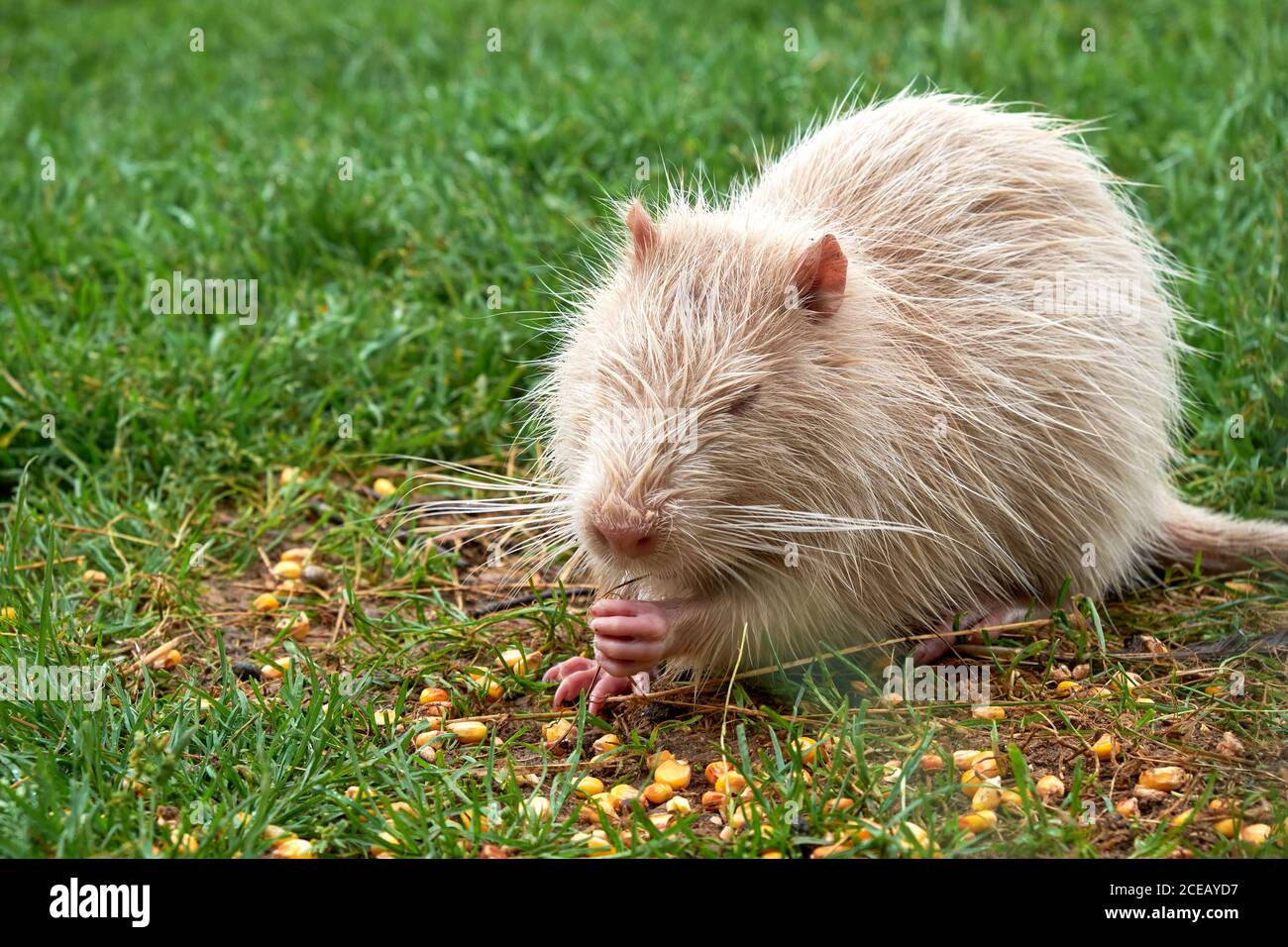 Muskrat White Face