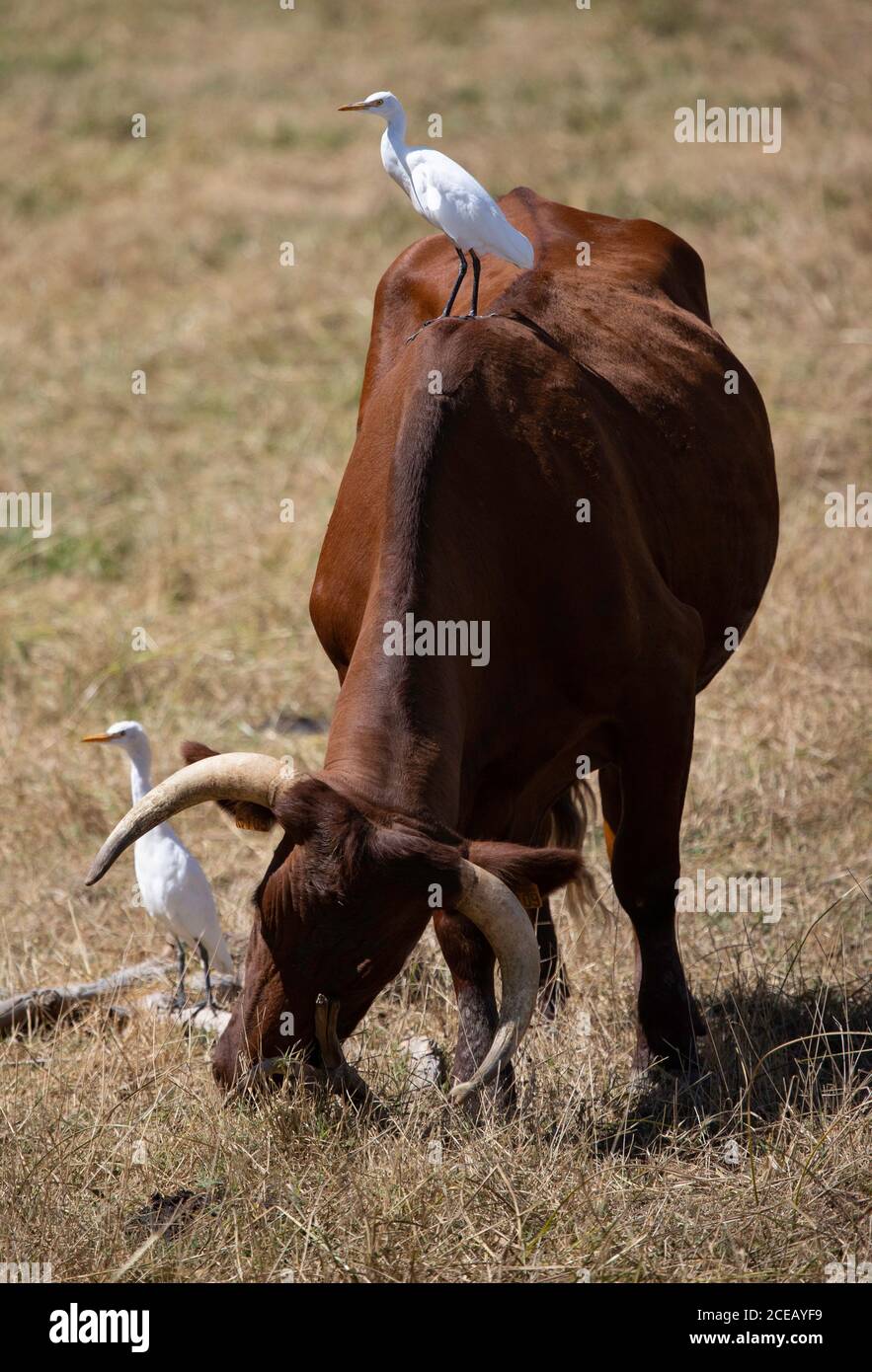 Feeds on insects hi-res stock photography and images - Alamy