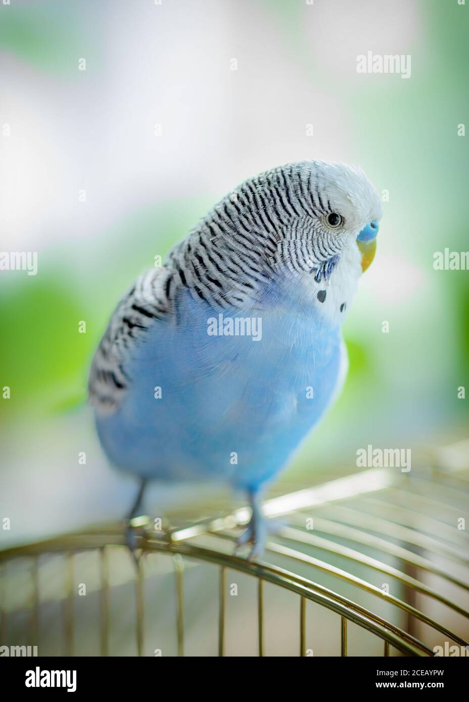 Wavy parrot hi-res stock photography and images - Alamy