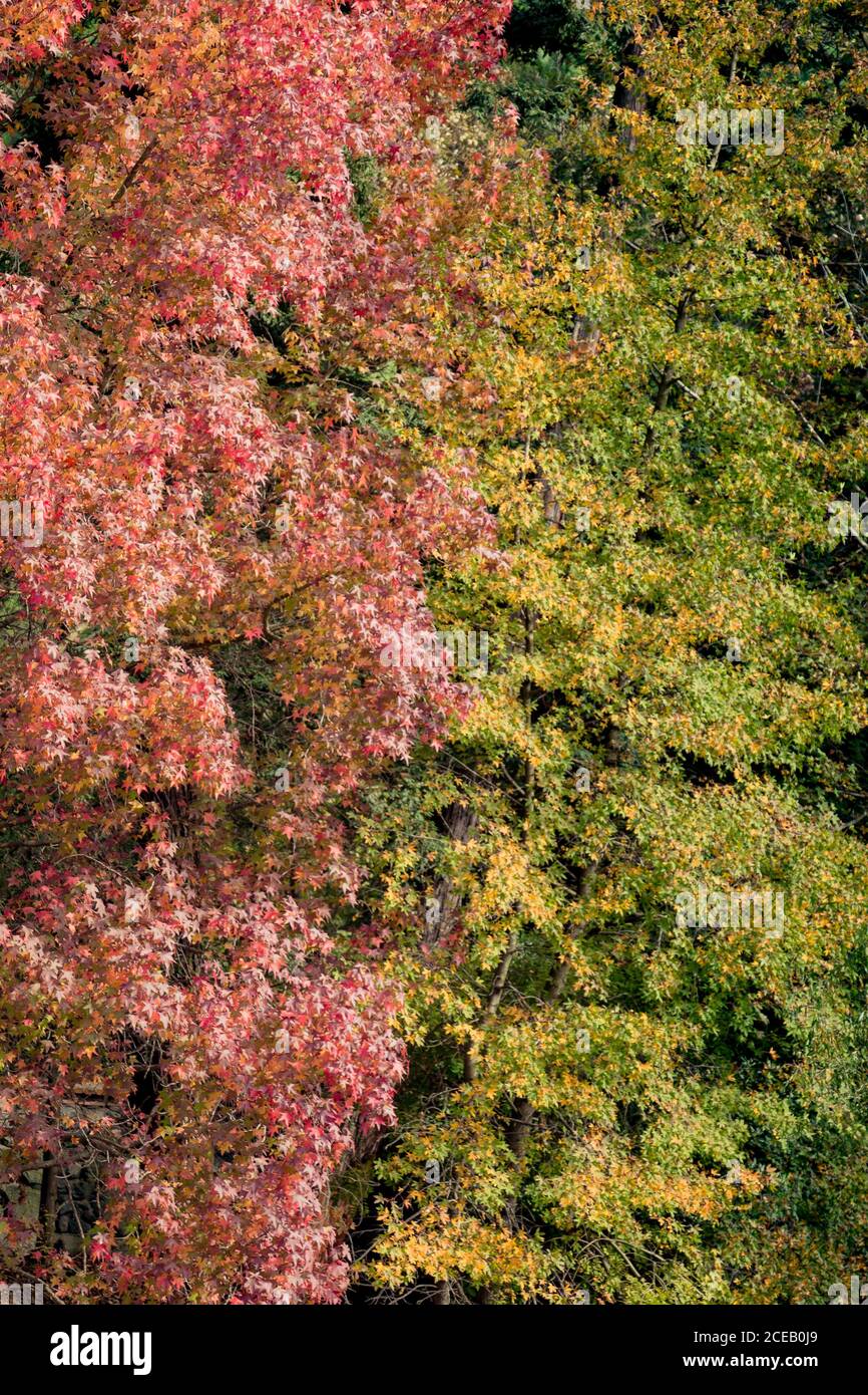 Autumn tree leaves texture background. leaf background texture Stock ...