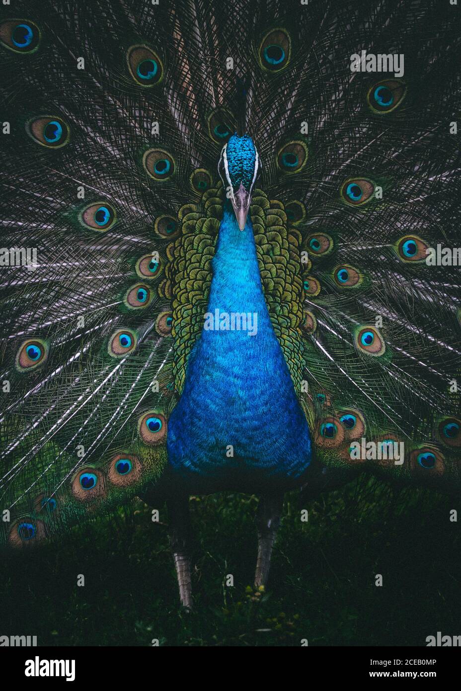 The majestic colorful ritual of a peacock (Pavo Stock Photo - Alamy