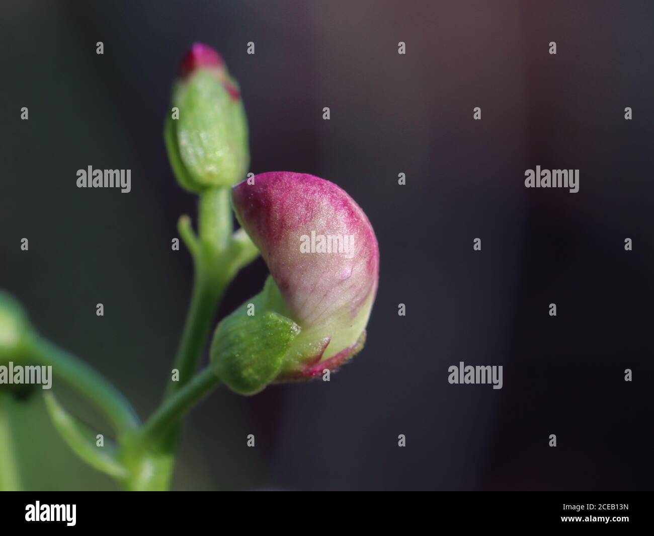 Buds of red bean flowers on dark background Stock Photo - Alamy