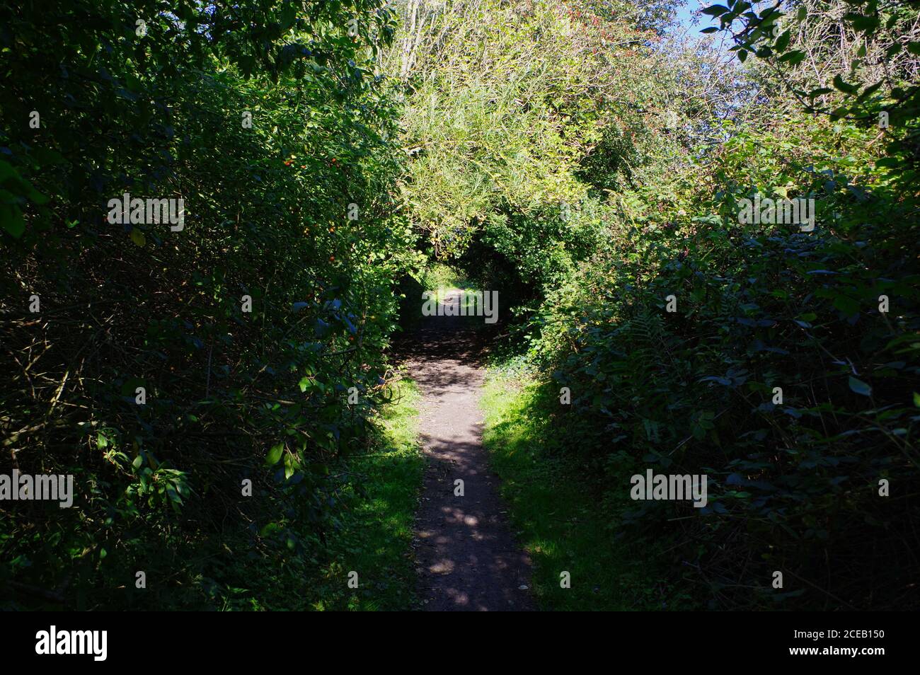 Hidden by bushes hi-res stock photography and images - Alamy