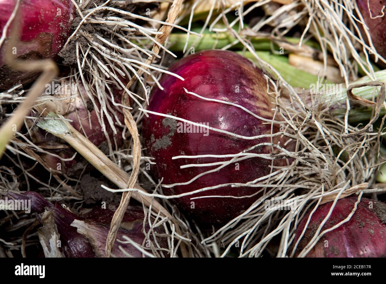 Many of red onion Stock Photo - Alamy