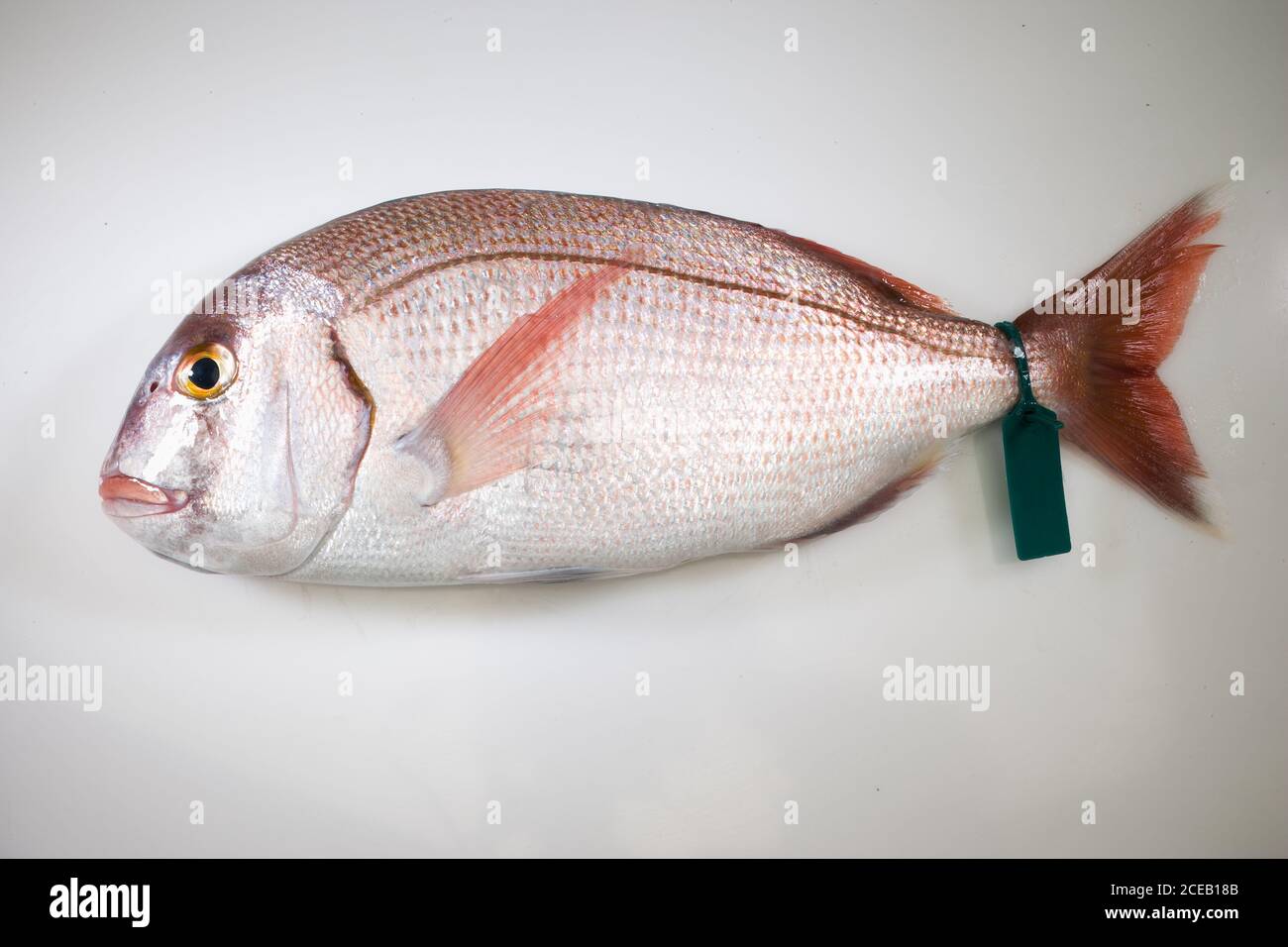 Fresh fish with shiny silver with brown scales and orange eye with ...