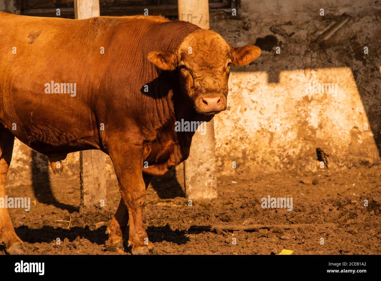 Limousine a cow of the limousine breed hi-res stock photography and ...