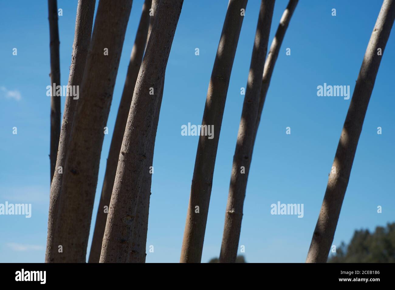 Thin tree trunks without branches growing in forest on background of ...