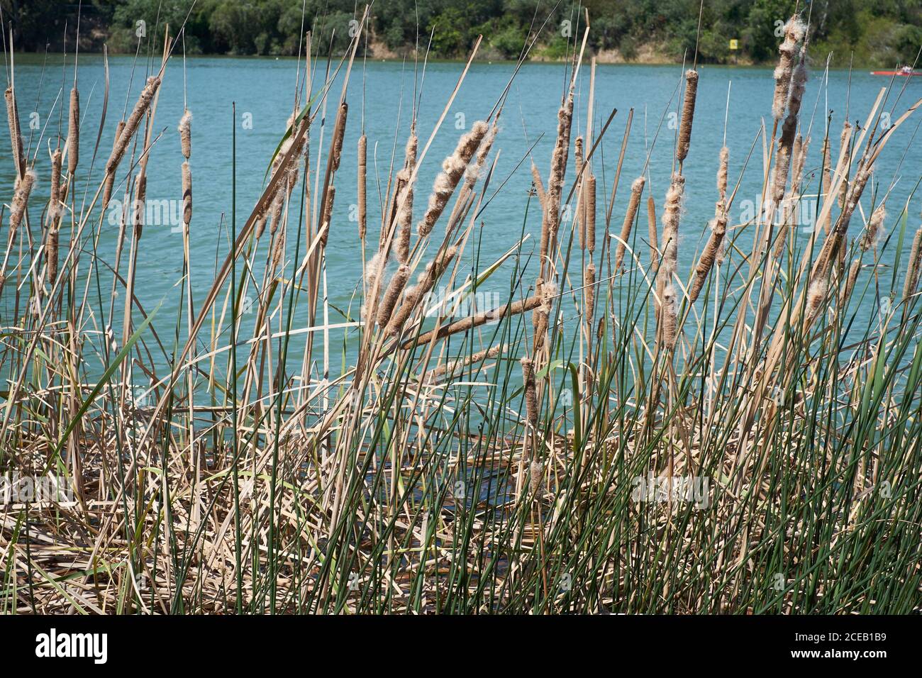 Dry high reeds growing on coast of blue rippling river on background of ...