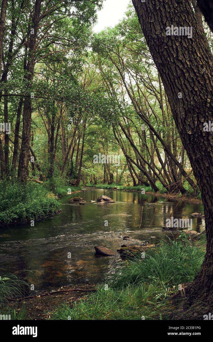 River flowing between trees Stock Photo - Alamy
