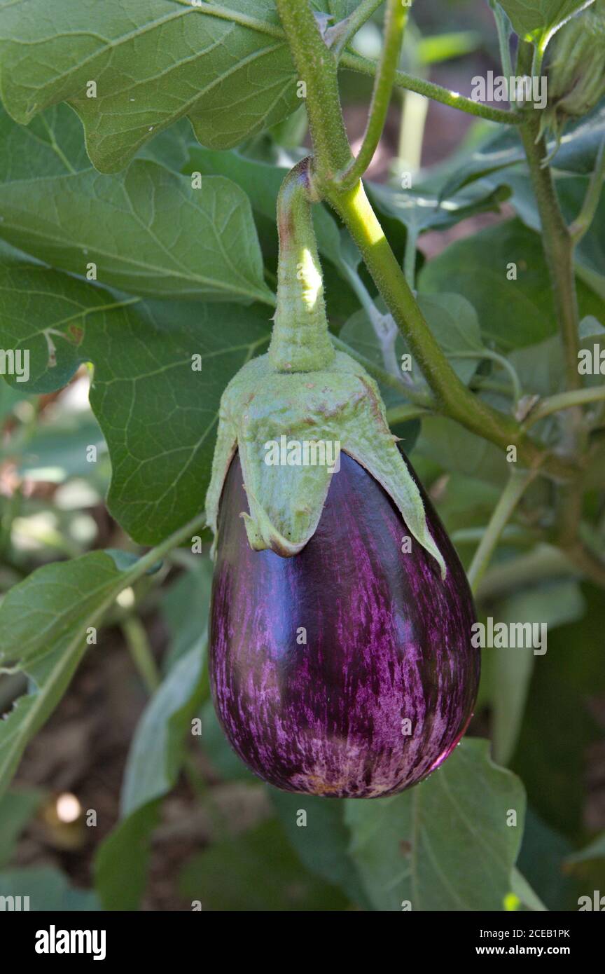 Acrid hi-res stock photography and images - Alamy